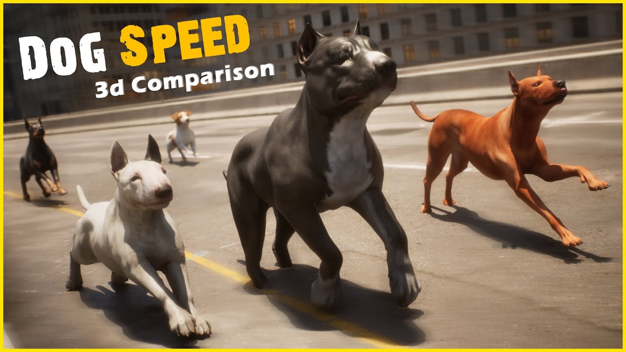 Dog Speed Comparison World Fastest Dog 2025 Speed Comparison Youtube