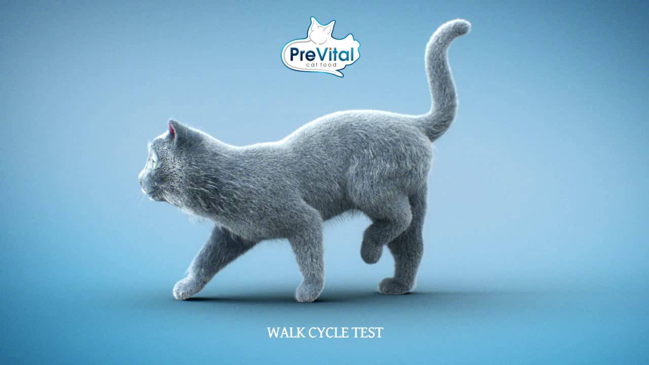 Cat Walk Cycle Main 1 Youtube