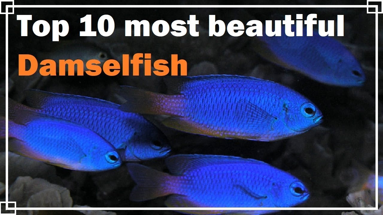 Top 10 Most Beautiful Damselfish Youtube