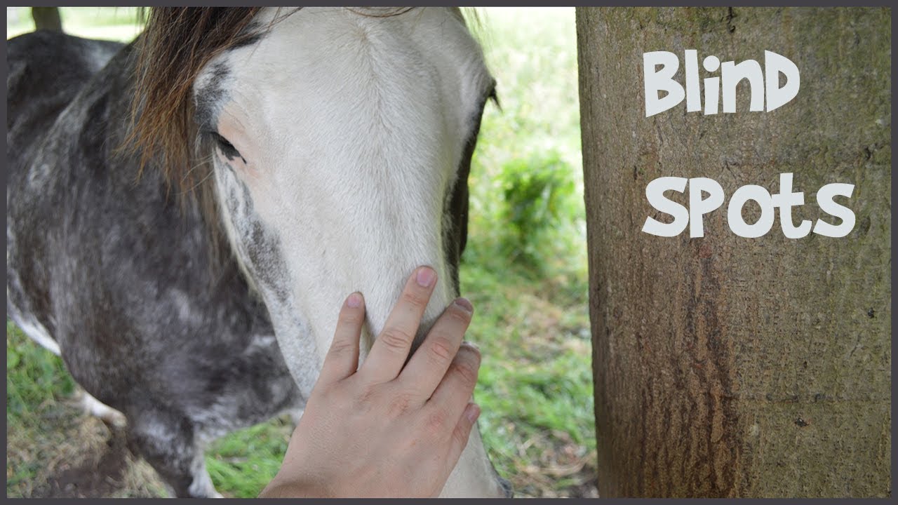 My Horses Whisper Blind Spots Youtube