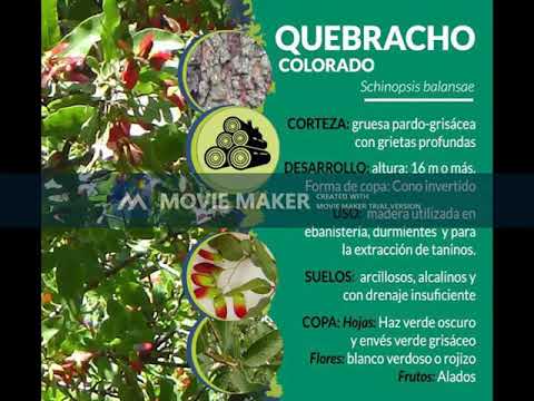 Quebracho Colorado Exp Andrea Ascona Youtube