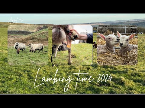 Lambing Time 2024 Part 2 Youtube
