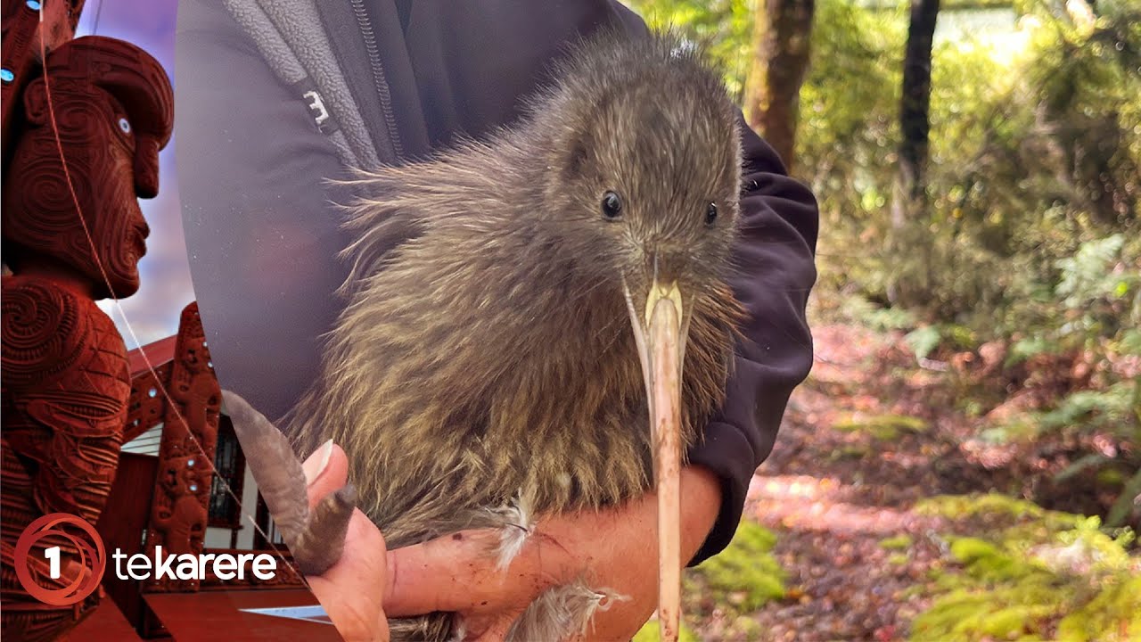 Kiwi Birds Released Back Into The Wild Youtube