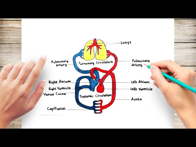 Simple Human Circulatory System