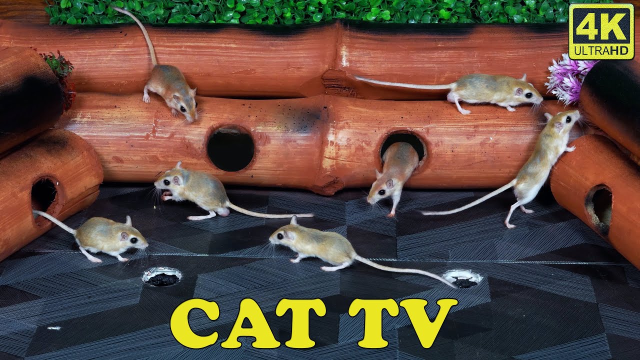 Cat Rat Tv Cat Entertainment Video For Cats To Watch Catching Real