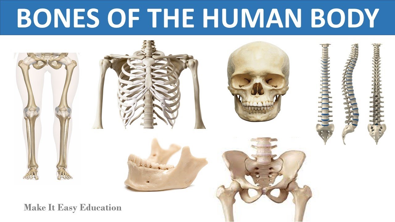Bones Of The Body For Kids Bones The Dr Binocs Show Learn Videos