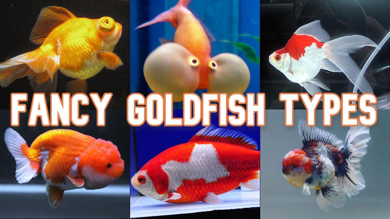 Different Types Of Goldfish Fish Invertebrates Aquarium Of Niagara