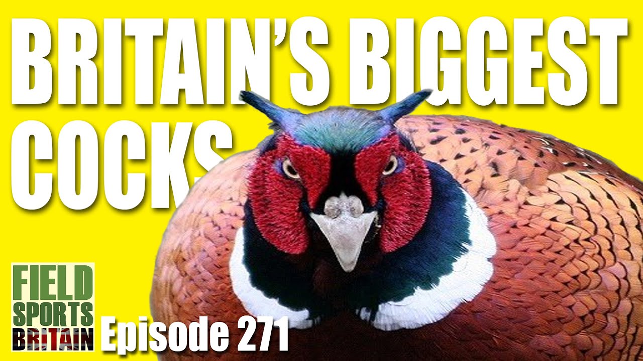 Fieldsports Britain Britain S Biggest Cocks Youtube