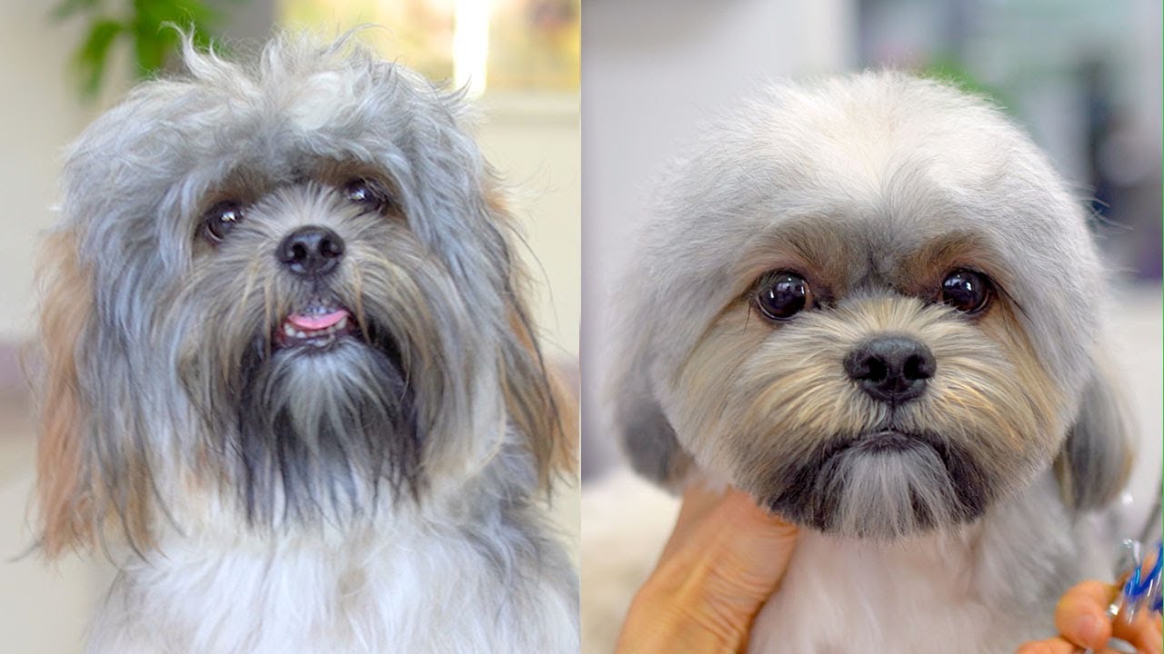Lhasa Poo Haircuts Lhasa Apso Vs Shih Tzu How To Tell The Difference