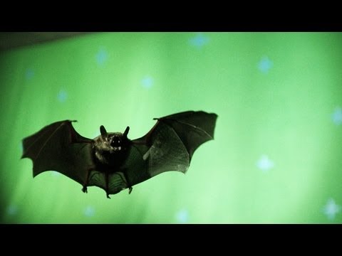 High Speed Footage Of A Bat In Flight Youtube