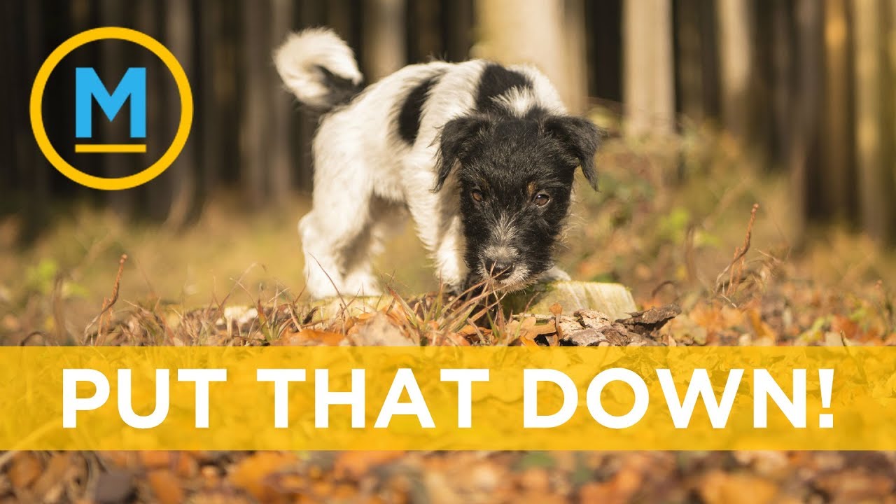 Pinecones And Leaves Could Actually Be Hazardous To Your Dog Your