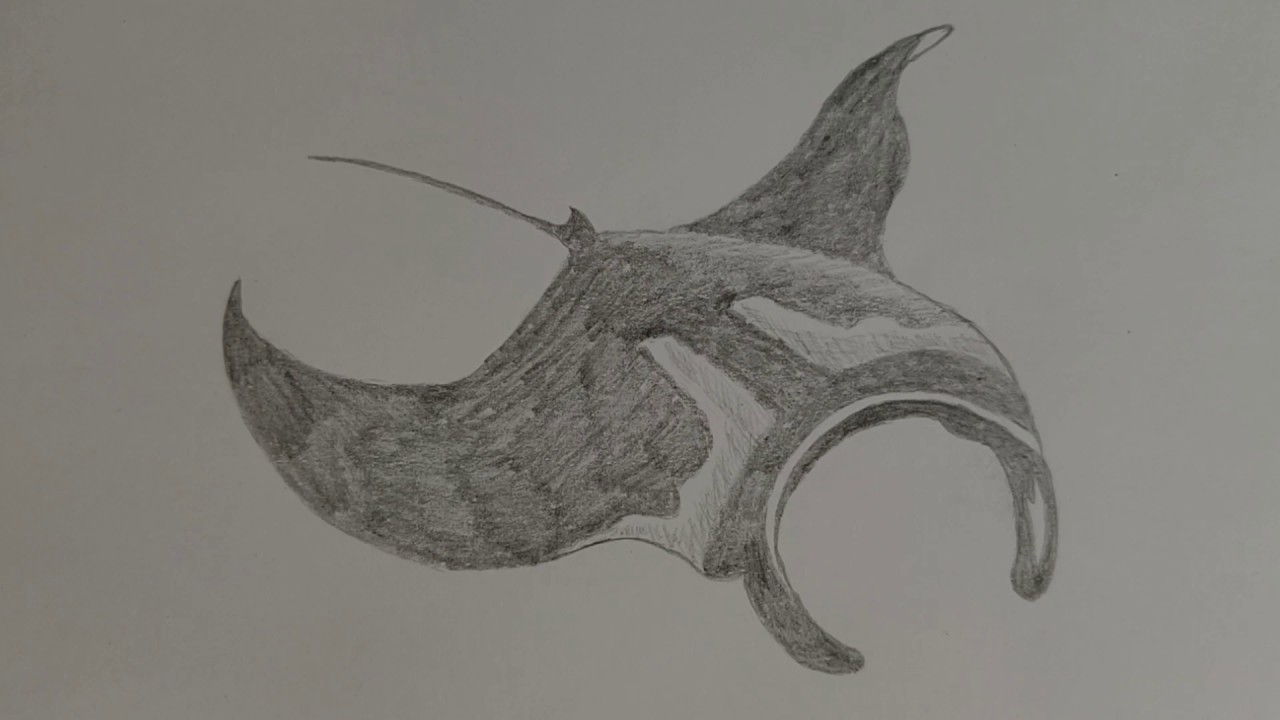 How To Draw A Manta Ray Step By Step Youtube – Eroppa