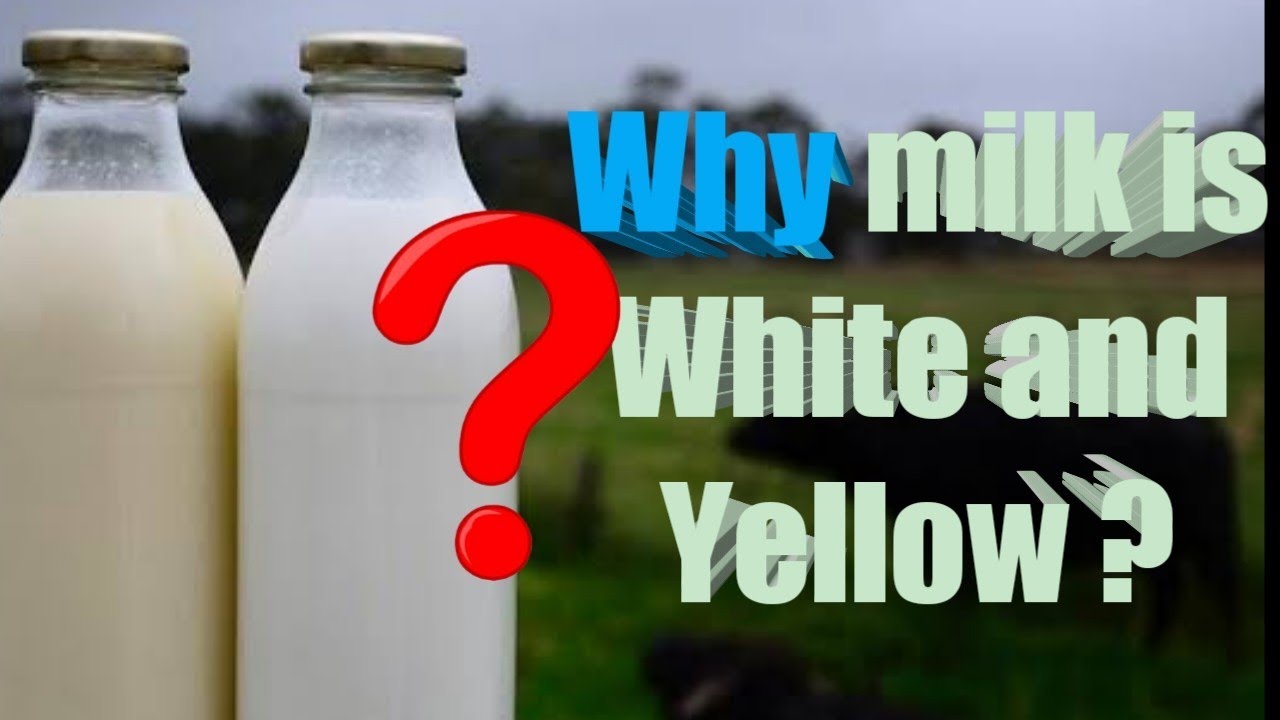 Why Milk Is White In Colour Reason For Yellow Colour In Milk