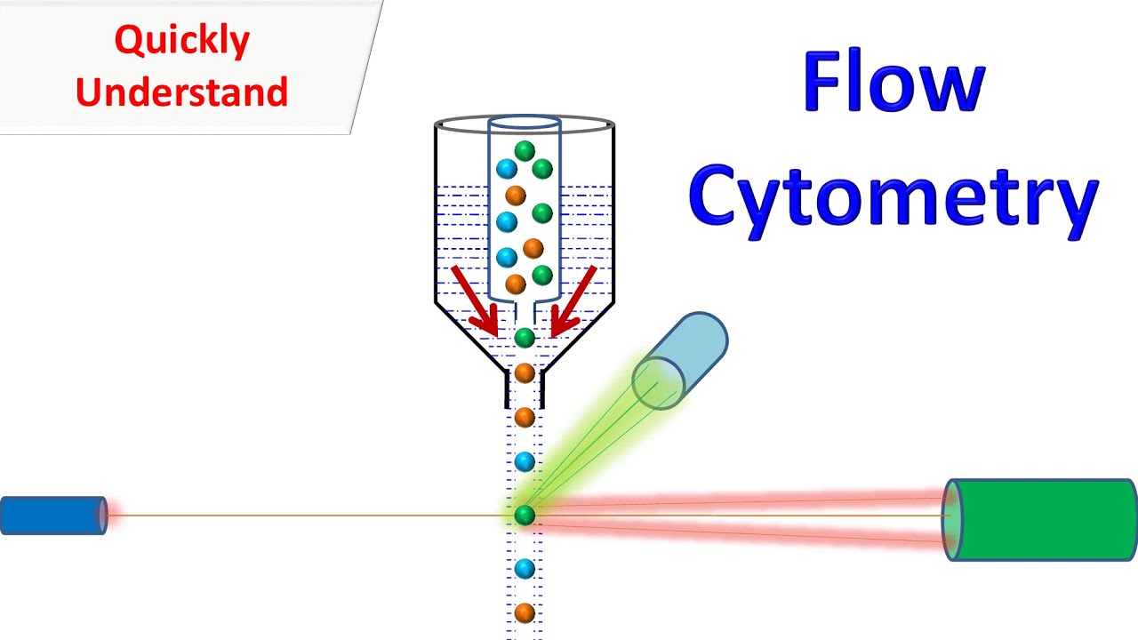 Flow Cytometry Youtube
