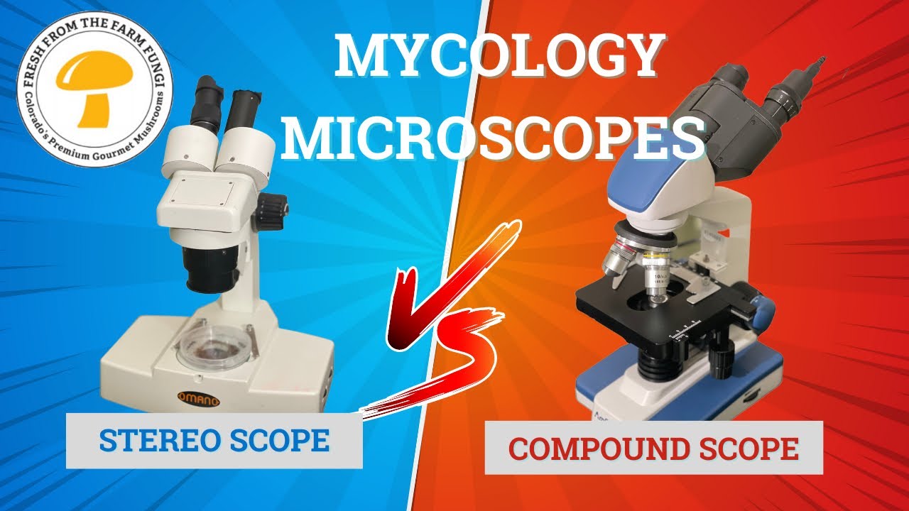 Digital Microscope Vs Optical Microscope At Luis Becker Blog