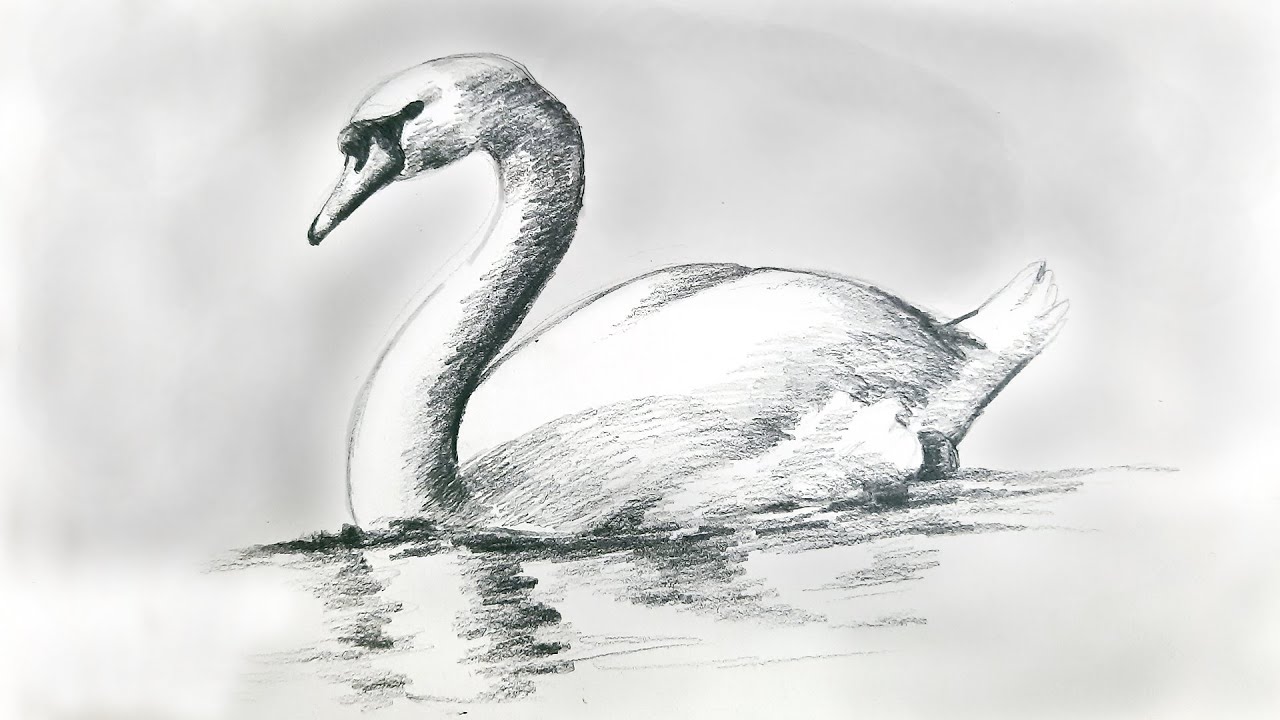 Swan Drawing