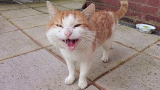 Loudest Meowing Cat In The World Tom Mimi Extras Mp3 Music & Mp4 video ...