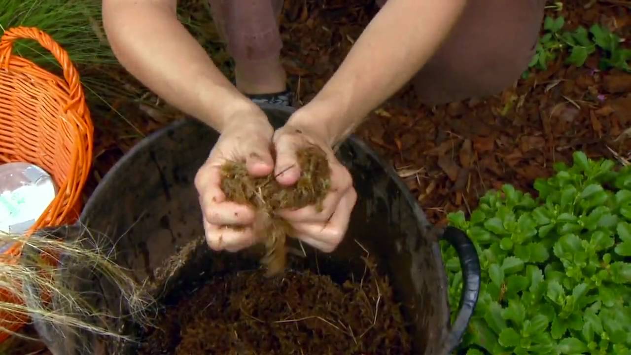 Air Layering Youtube