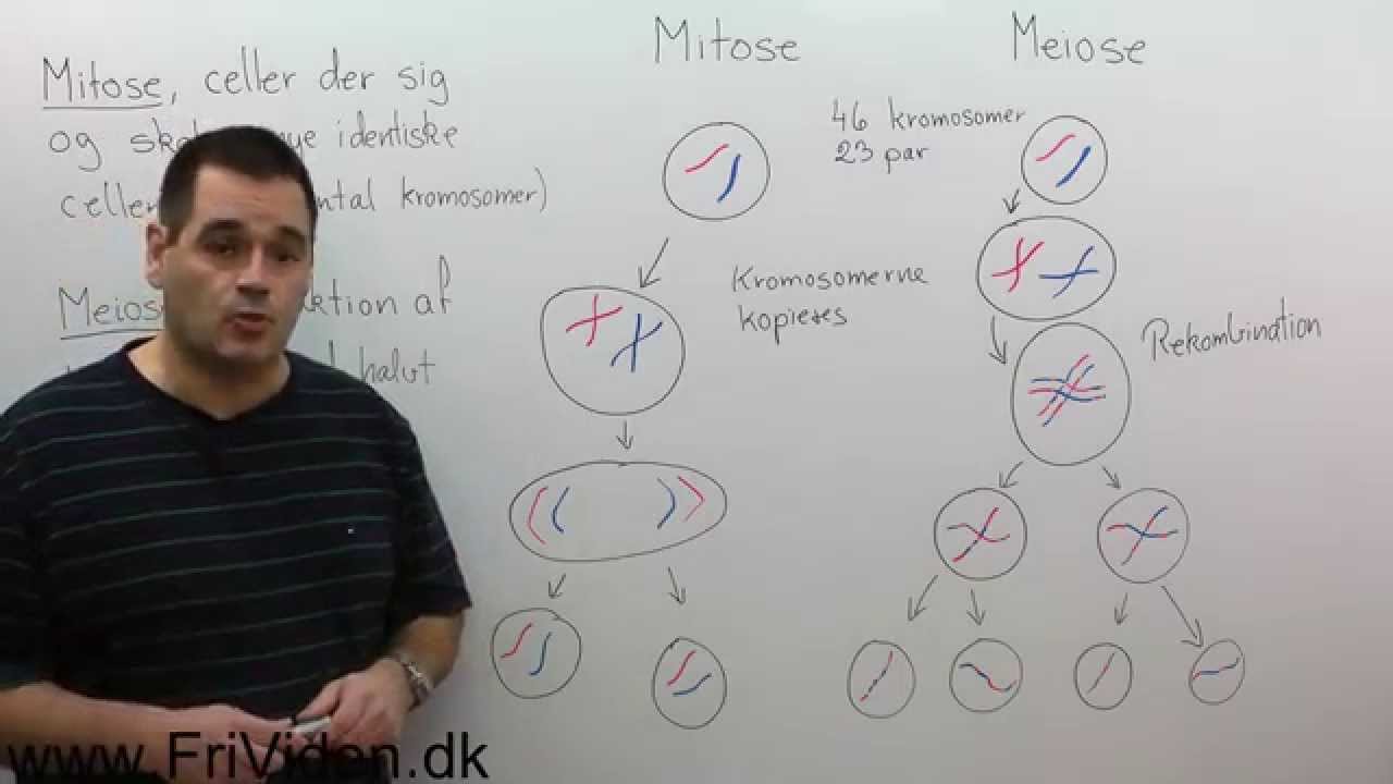 Werkblad Mitose En Meiose