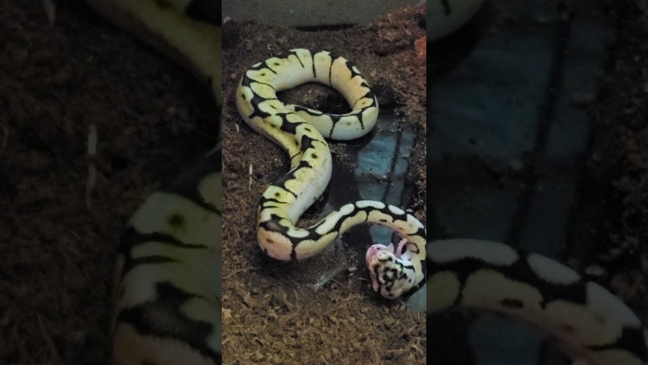 Baby Ball Python Wobble Youtube