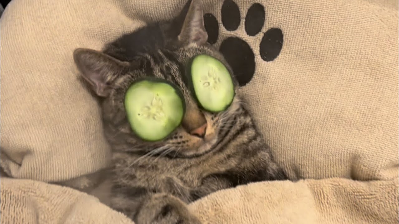 Cat Spa Day Asmr Youtube