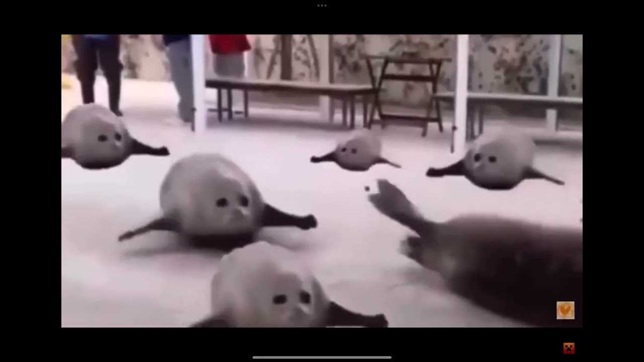 Seals Youtube