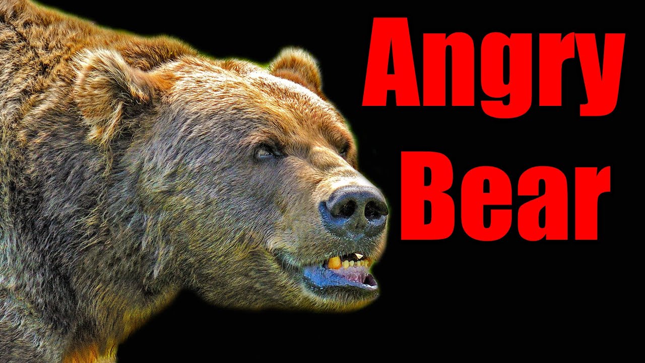 Angry Grizzly Bear Standing