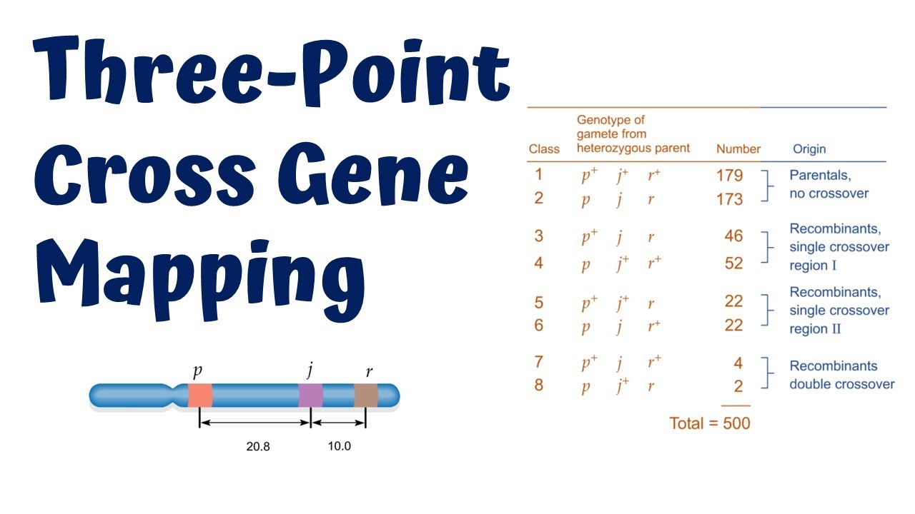 Three Point Testcross Solved A Complete Step By Step Guide