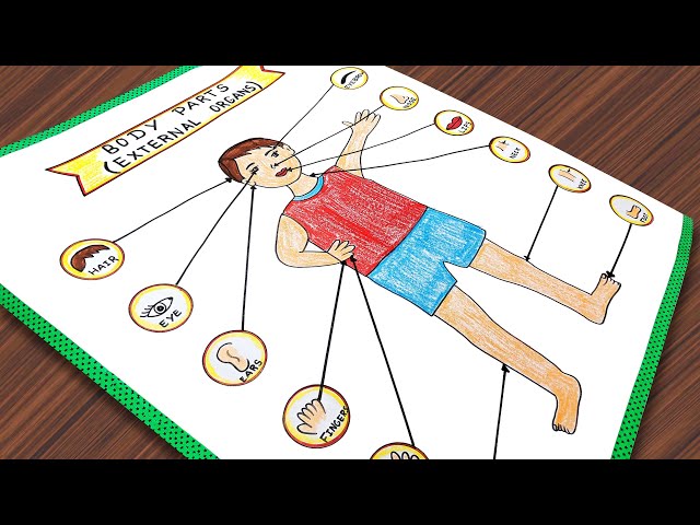 Human Body Parts Images For Project Infoupdate Org