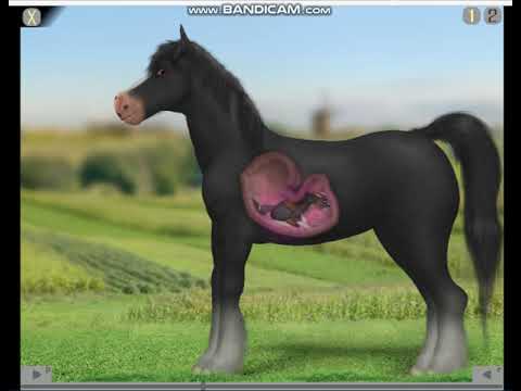 Horse Vore Full Youtube