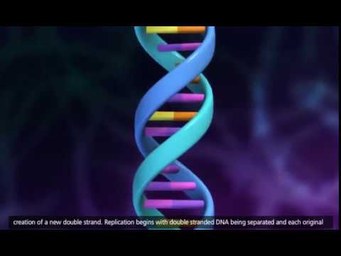 Dna Replication Ii Animation 3d Ii 2019 Youtube