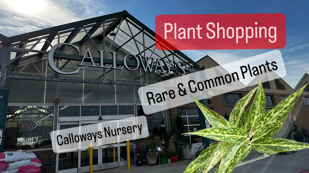 Plant Shopping Rare And Common Plants Calloway S Plant Nursery Tour