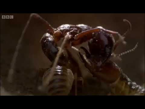 Defending The Ant Nest From Intruders Ant Attack Bbc Youtube