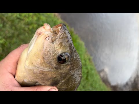 Saving Fish From A Draining Puddle Youtube