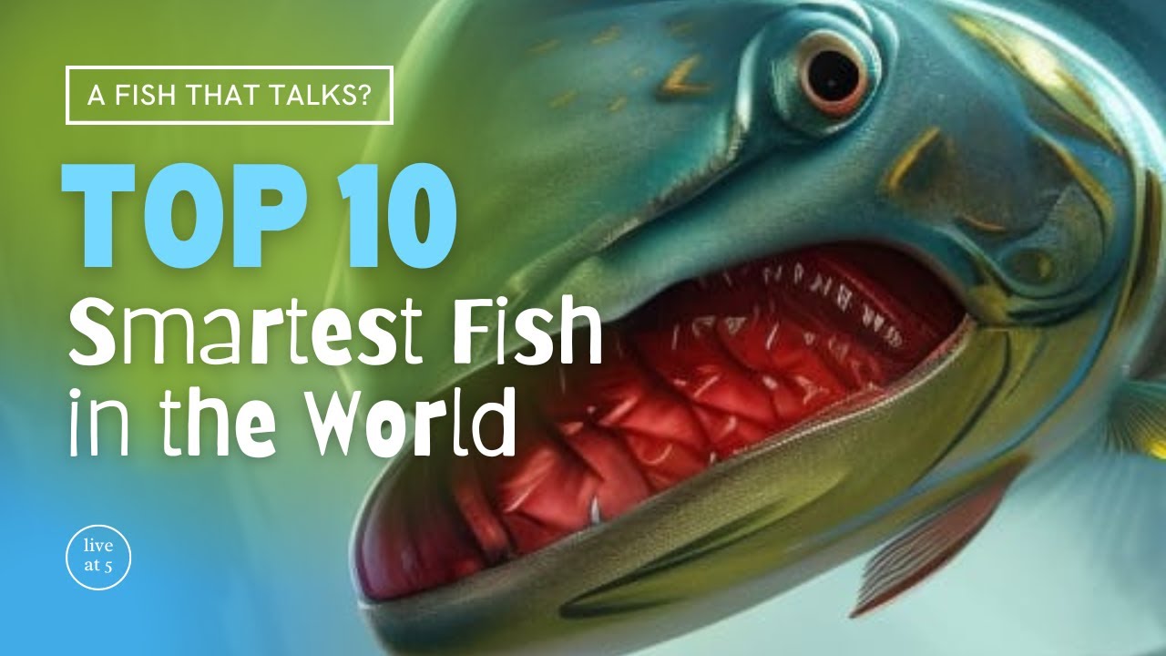 The Smartest Fish In The Sea Discovering The Intelligence Of Marine