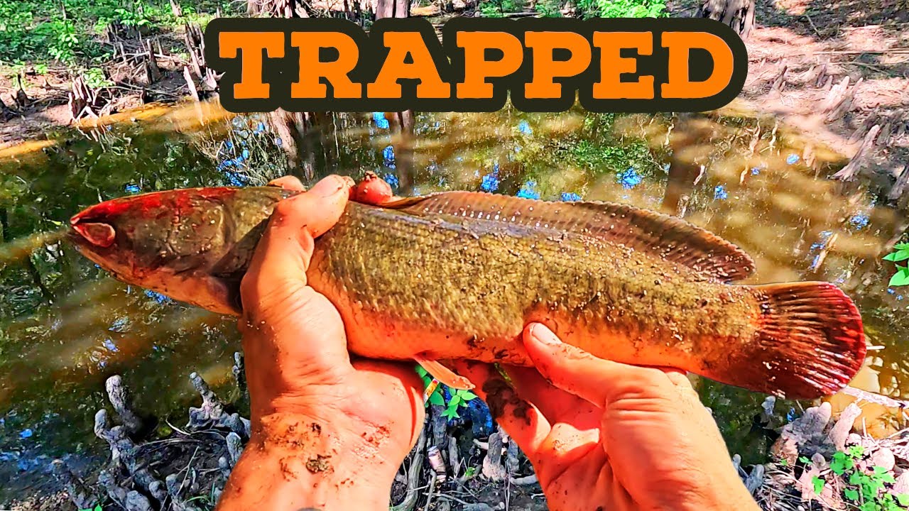 Rescuing Big Fish Trapped In Tiny Puddle Youtube