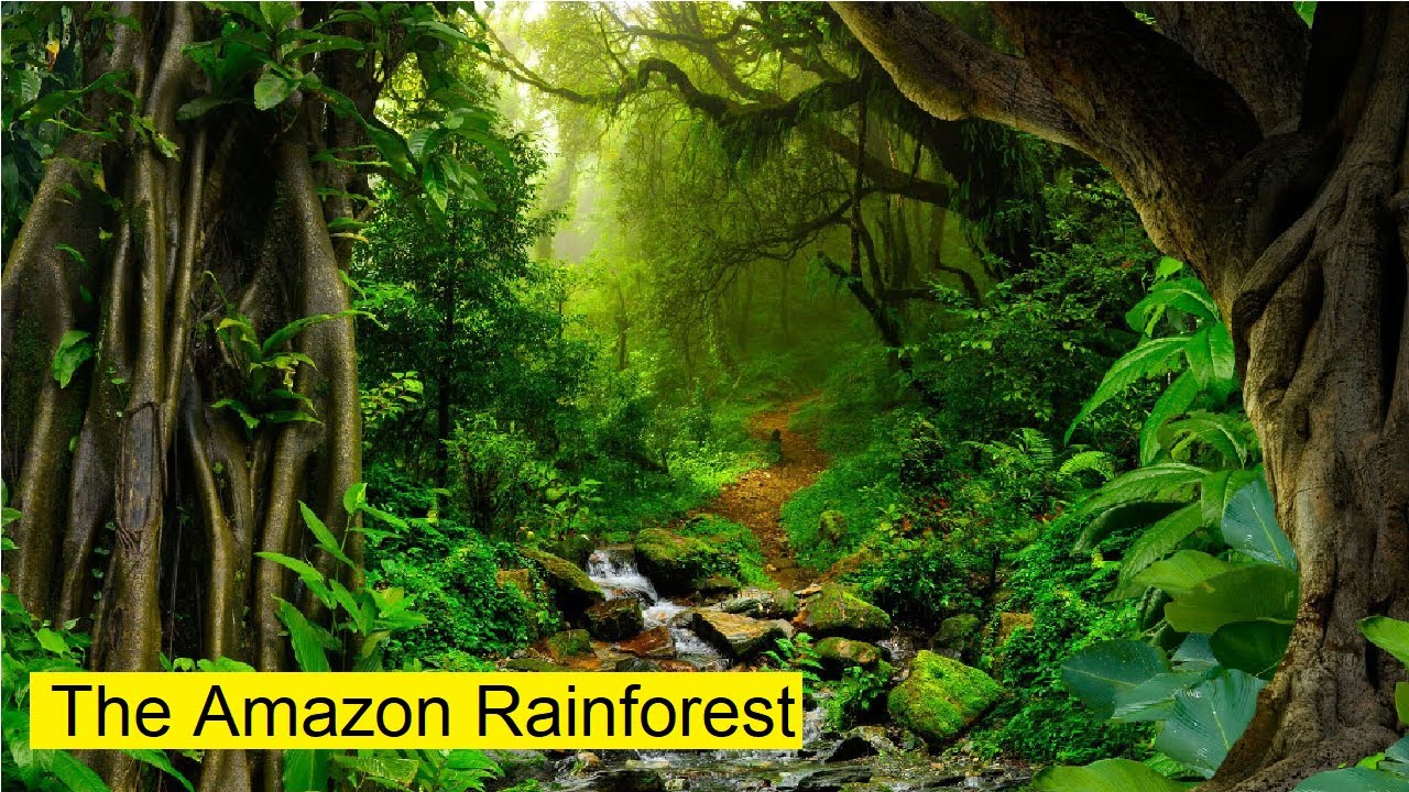 National Geographic Amazon Rainforest Documentary At Flynn Osburn Blog