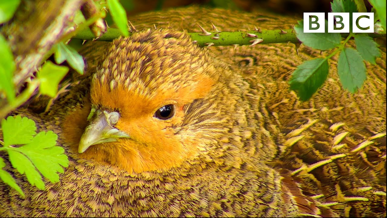 Live Springwatch Day 11 рџњ 2021 рџђј Bbc Youtube