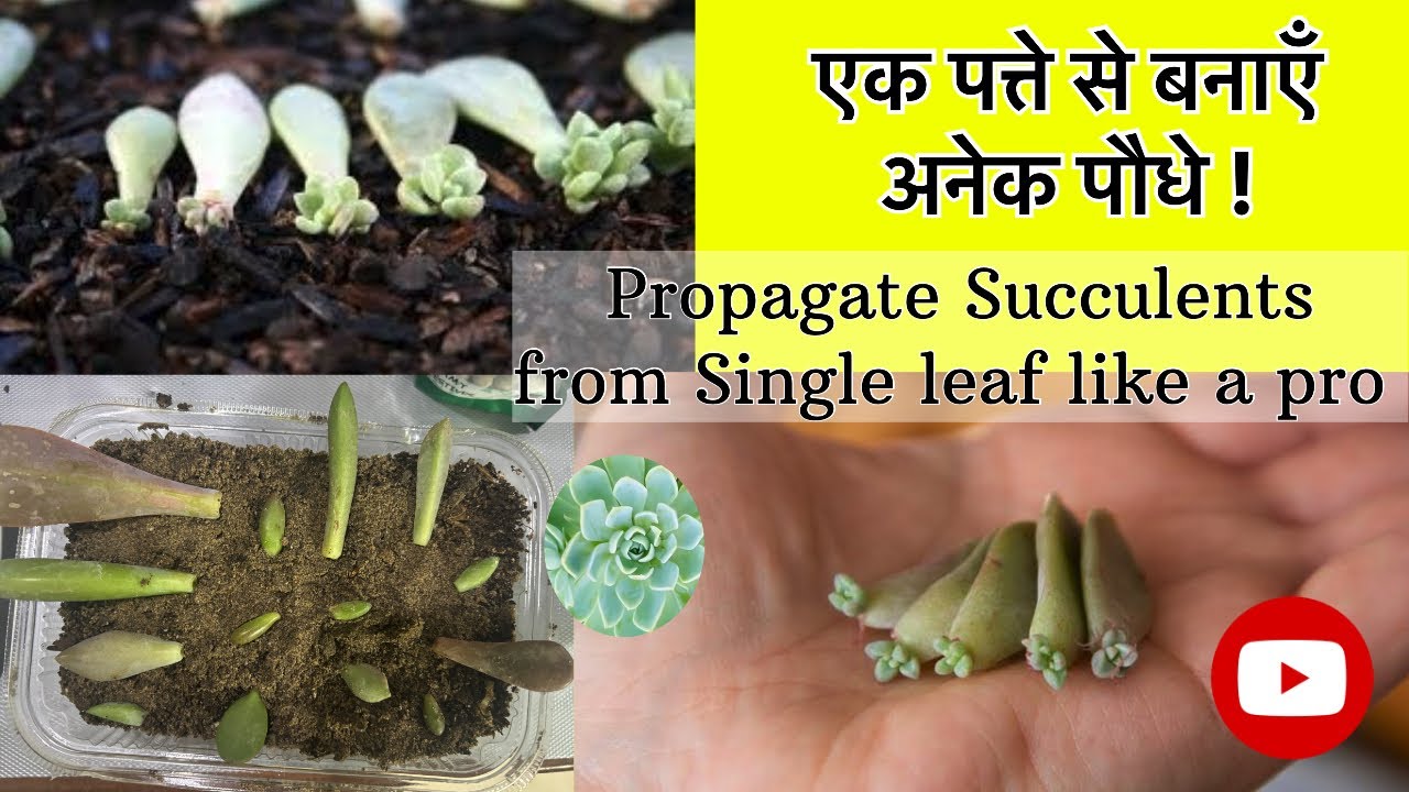 How To Propagate Succulent From Leaf Like A Pro Part 2 Youtube