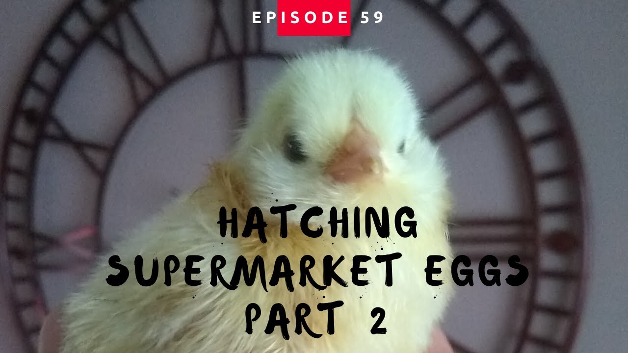 Hatching Supermarket Eggs Part 2 Youtube