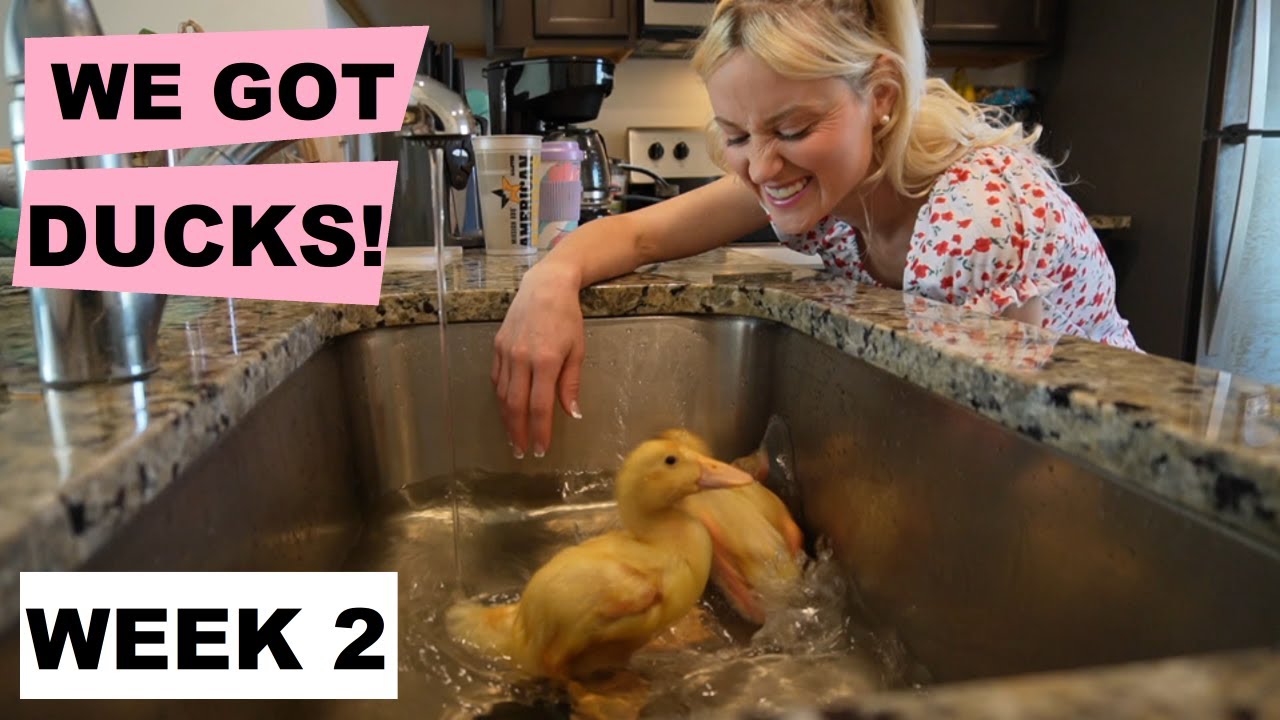 We Got Ducks Week 2 Youtube