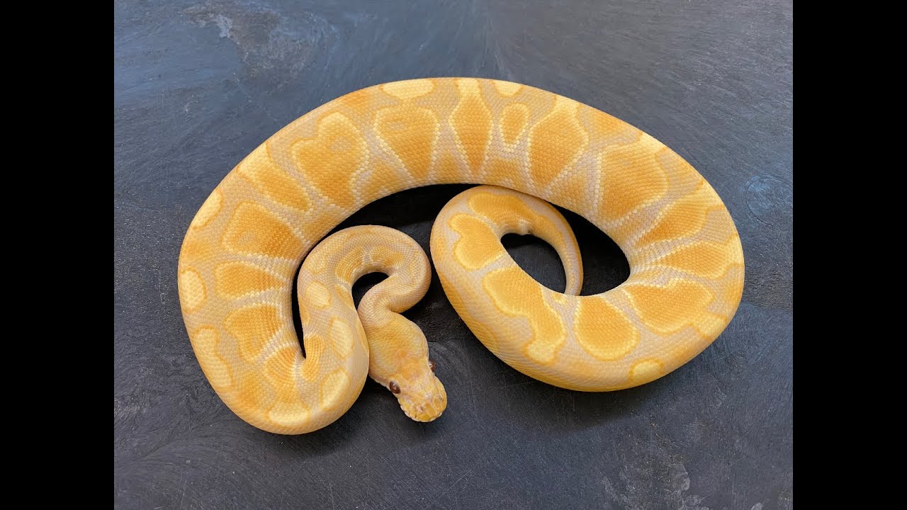 Wild Toffee Ball Python Combos And More Egg Cutting Youtube