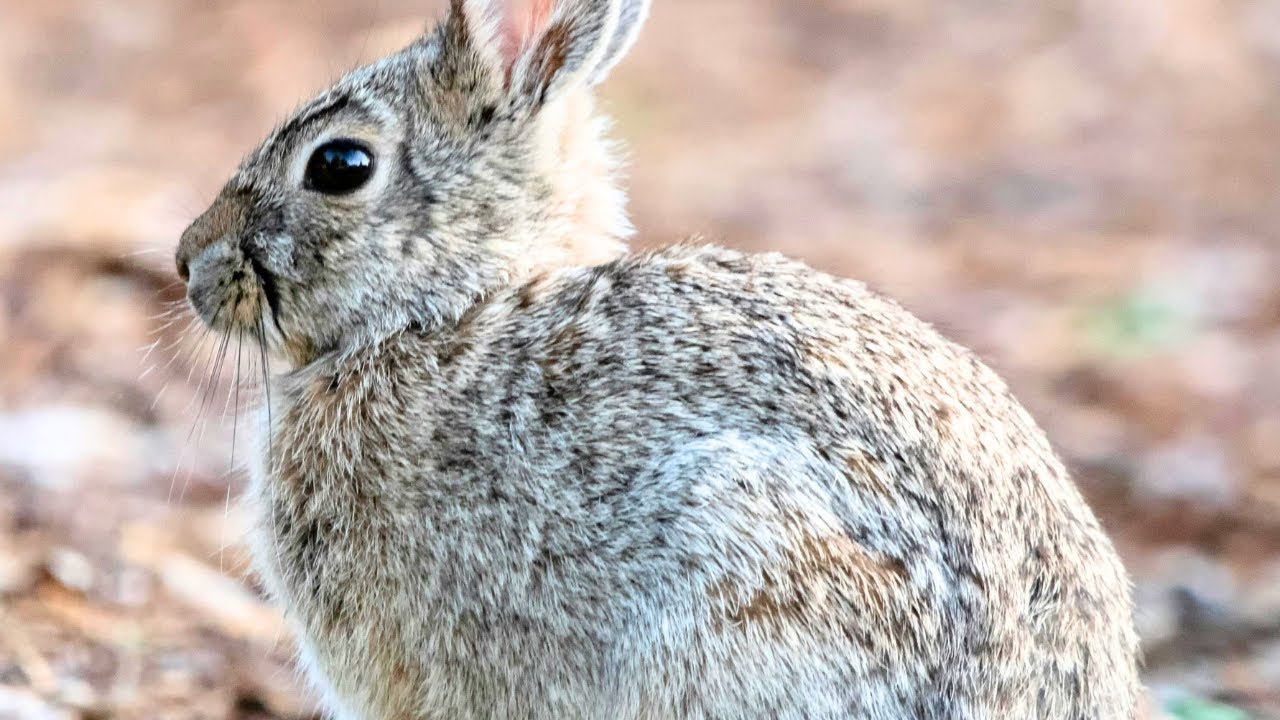 Rabbits Physical Characteristics Habitat Diet Behavior 101