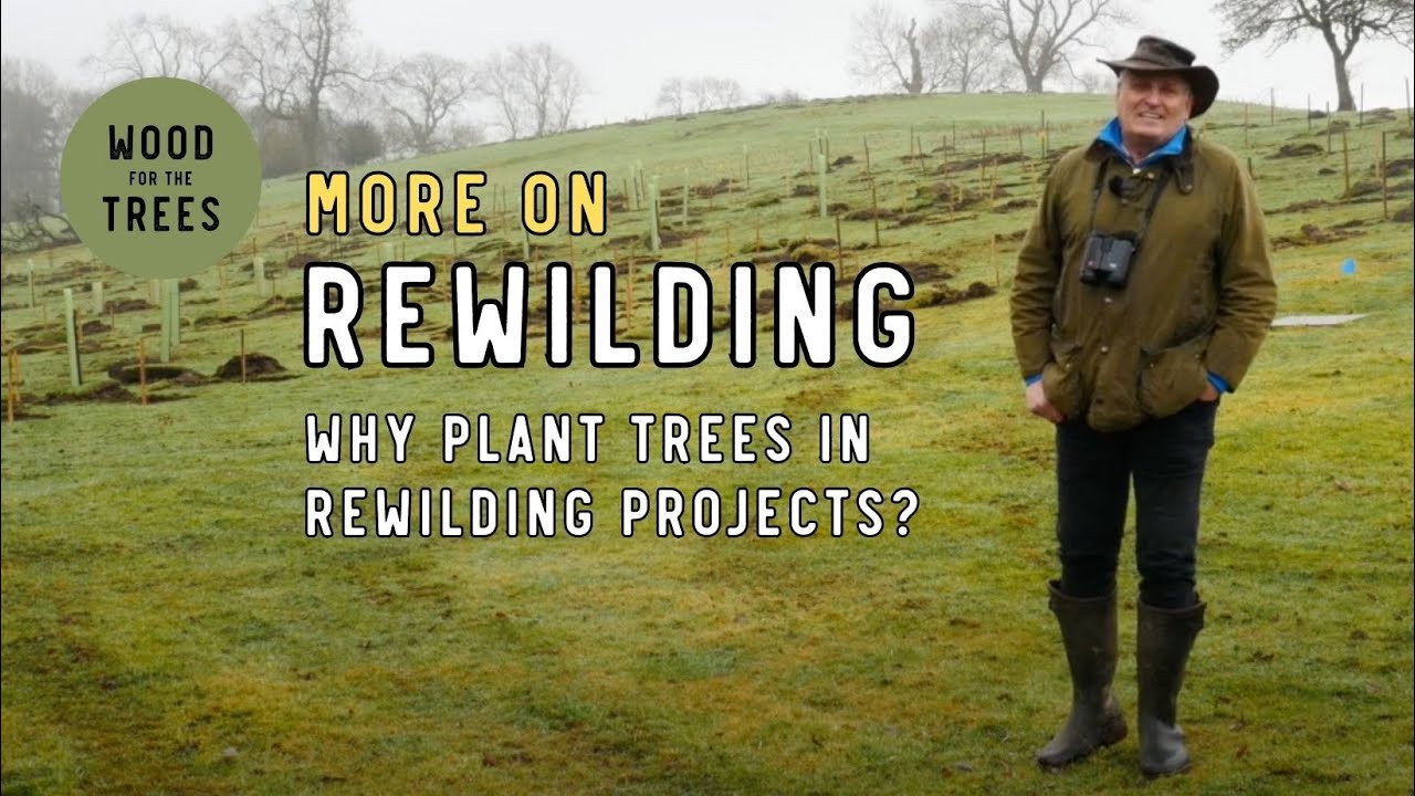 Why Plant Trees When You Are Rewilding Wftt More On Rewilding Youtube
