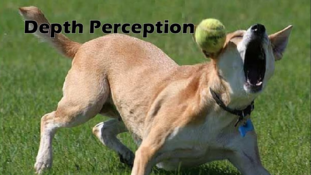 Depth Perception Youtube