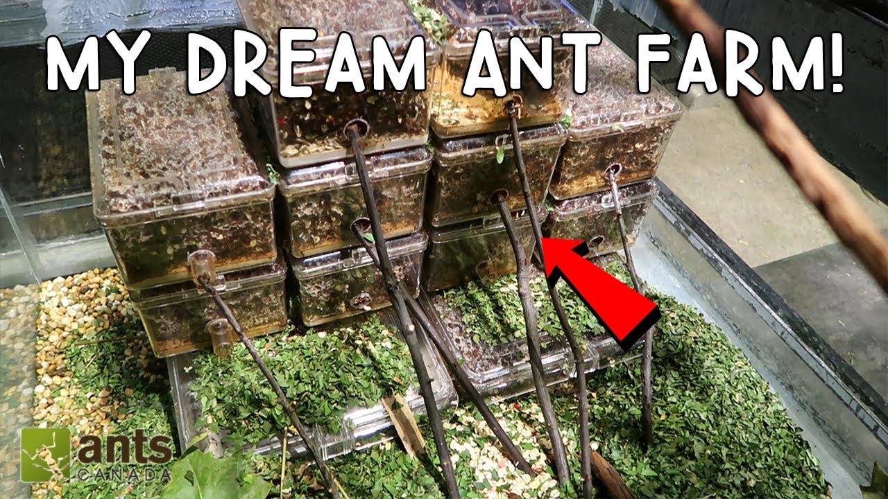 My Dream Ant Farm Leafcutter Ants Youtube