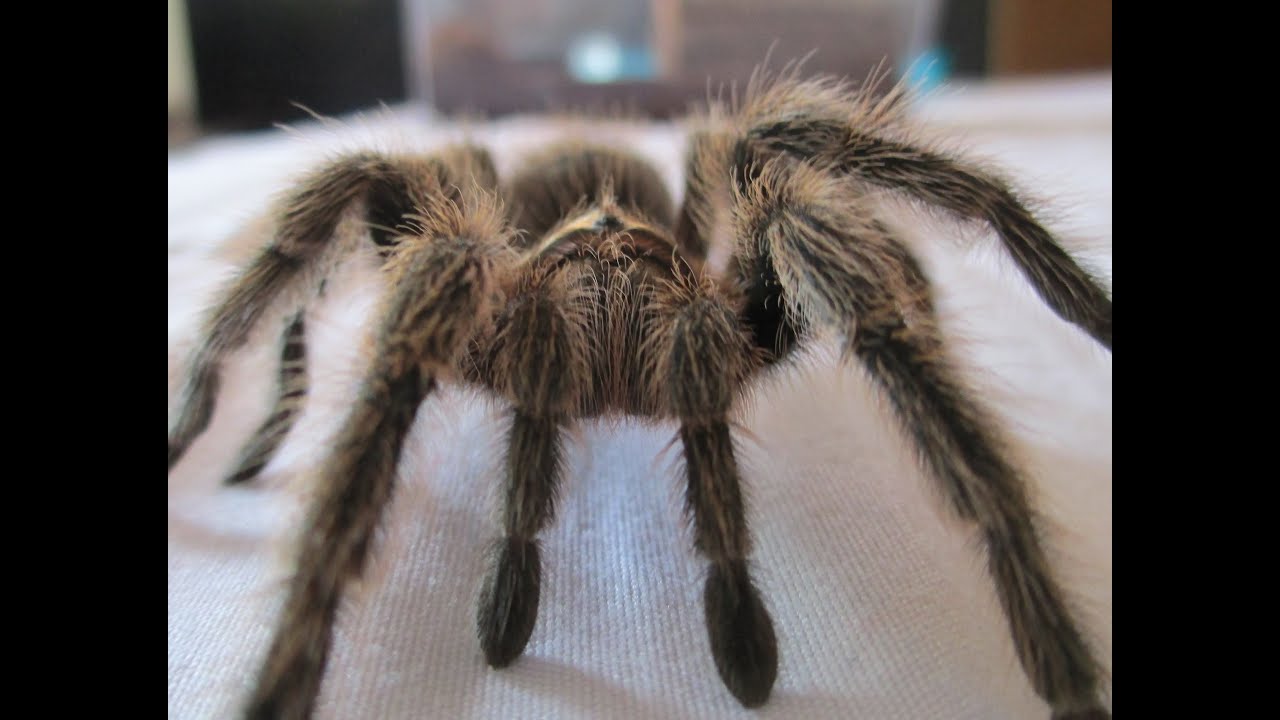 Complete Chilean Rose Tarantula Care Guide Youtube