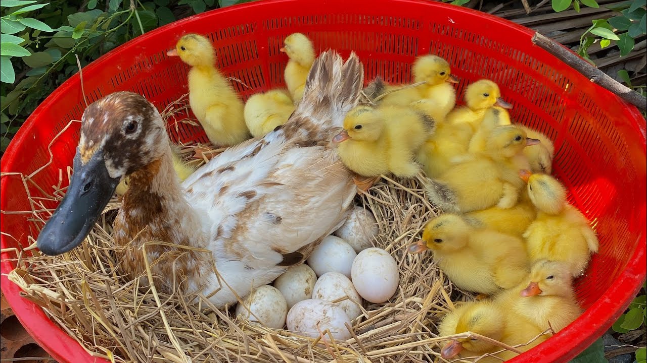 Wow Ducklings Hatching In Nest New Amazing Hatching Babe Ducklings