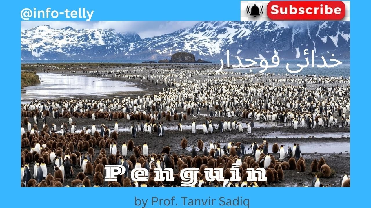 Penguin Youtube