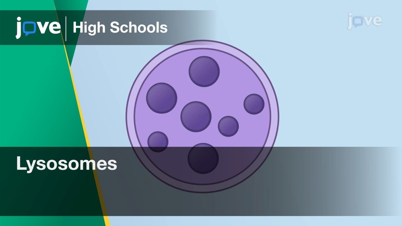 Lysosomes Cell Bio Video Textbooks Preview Youtube